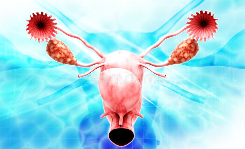 Female reproductive system stock illustration. Illustration of medical ...