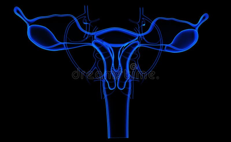Female reproductive system stock illustration. Illustration of graphics ...