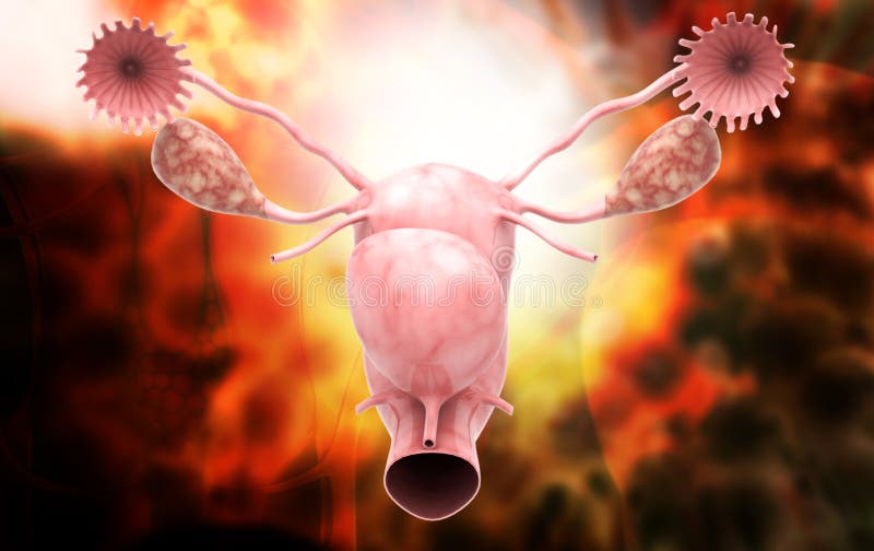 Female reproductive system stock illustration. Illustration of anatomy ...