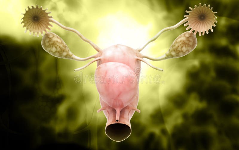 Female reproductive system stock illustration. Illustration of body ...