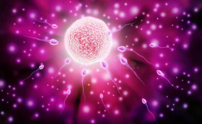 Female reproductive system stock illustration. Illustration of medical ...