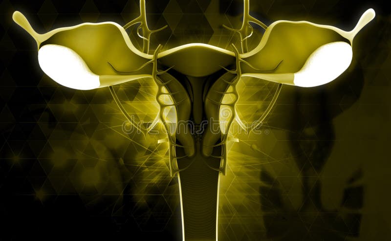 Female reproductive system stock illustration. Illustration of anatomy ...