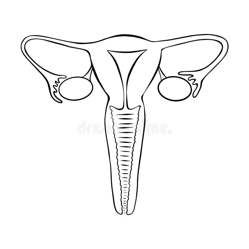 Female Reproductive System Stock Vector Illustration Of Gynecology