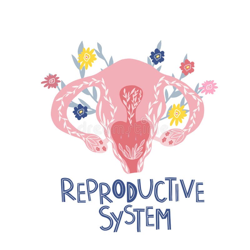 Female Reproductive System With Flowers Female Anatomy Uterus