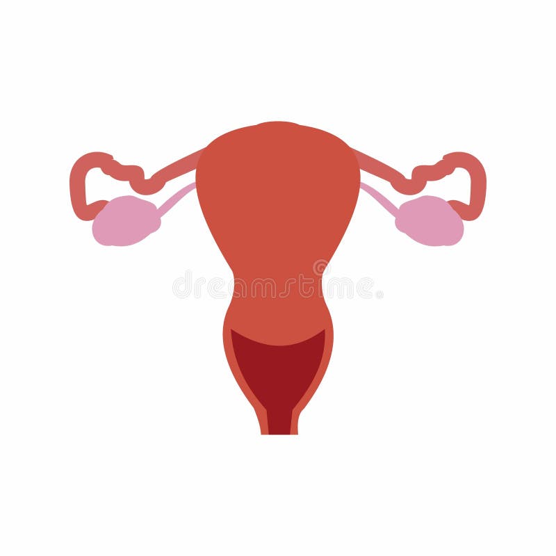 Female Reproductive System Icon Vector Image. Stock Vector ...