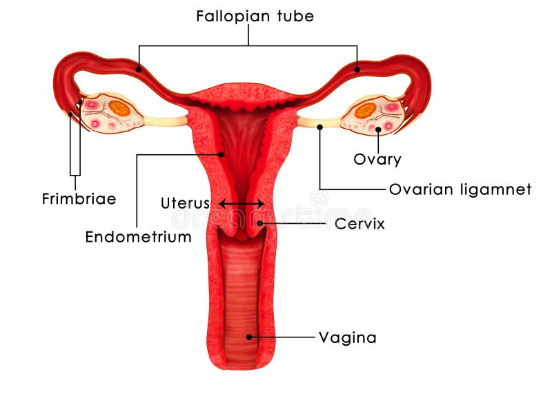 Female Reproductive System Stock Vector Illustration Of Chart 35820710