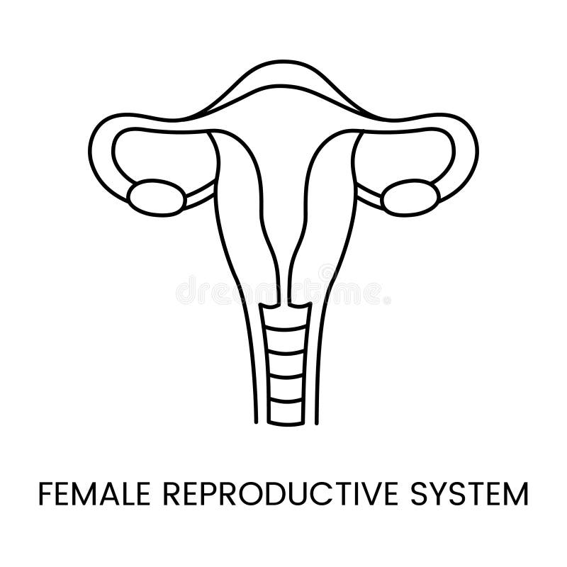 Female Reproductive System Linear Icon In Vector Illustration Of Human