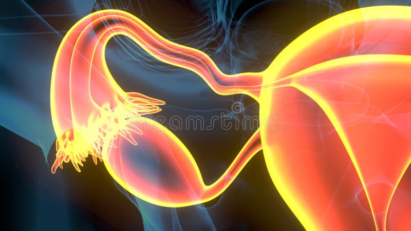 3d Illustartion Of Female Reproductive System Anatomy Stock