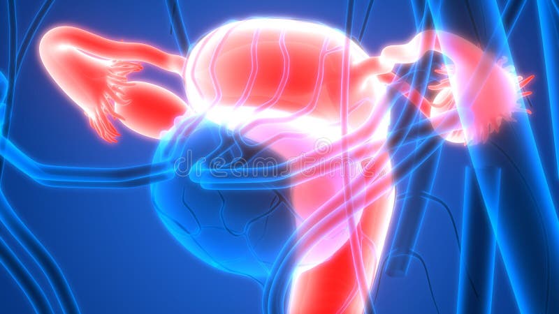 Female Reproductive System with Nervous System and Urinary Bladder ...