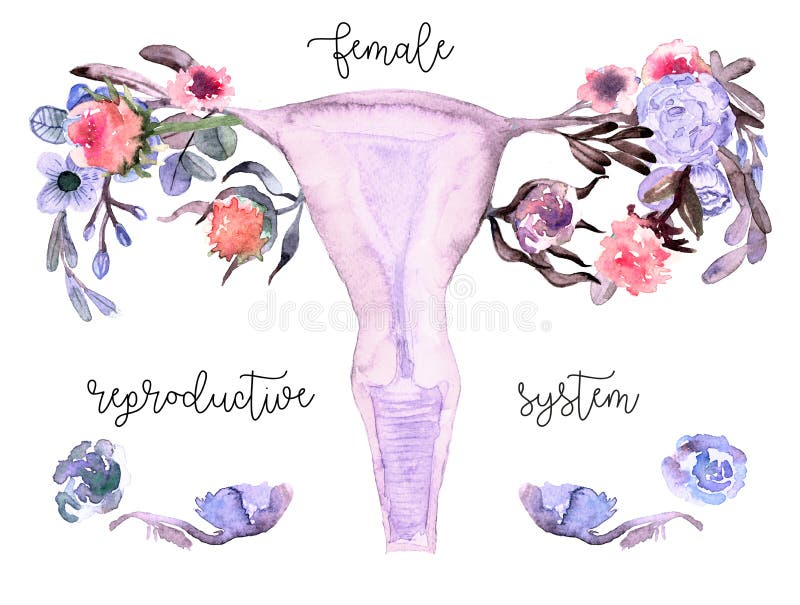 Women Reproductive Anatomy Stock Illustrations 1 305 Women