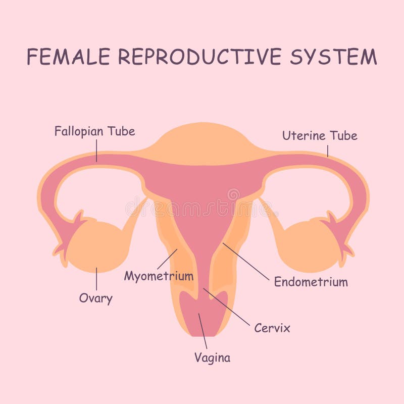 Female Reproductive System Stock Vector Illustration Of Female 66975578