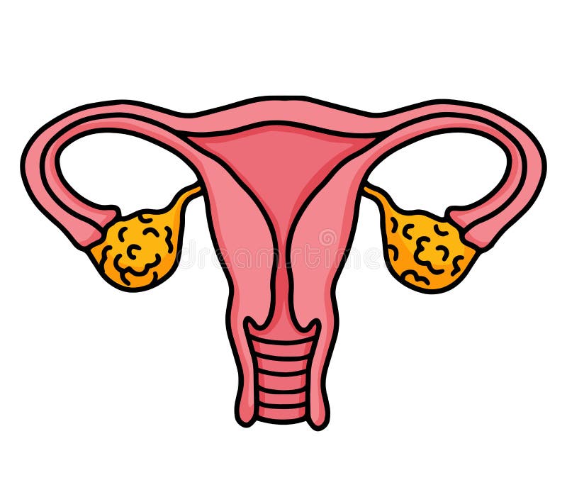 Female Reproductive System Uterus And Ovaries Pink Icon Stock Vector