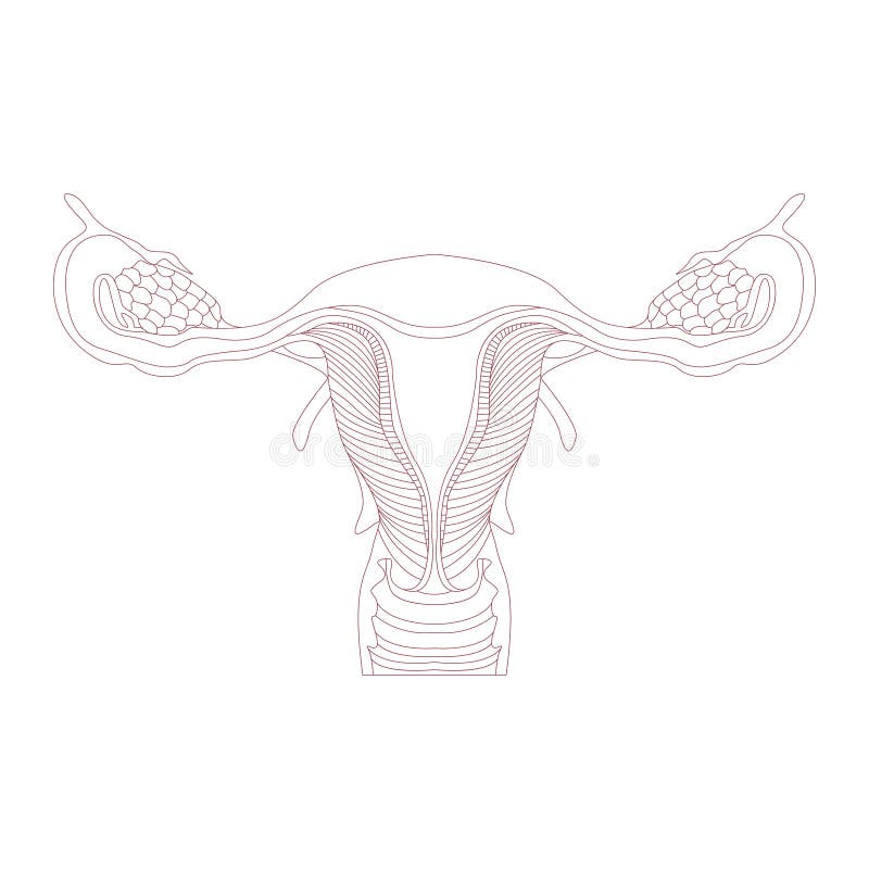 Female Reproductive System Vector Illustration Design Isolated Stock