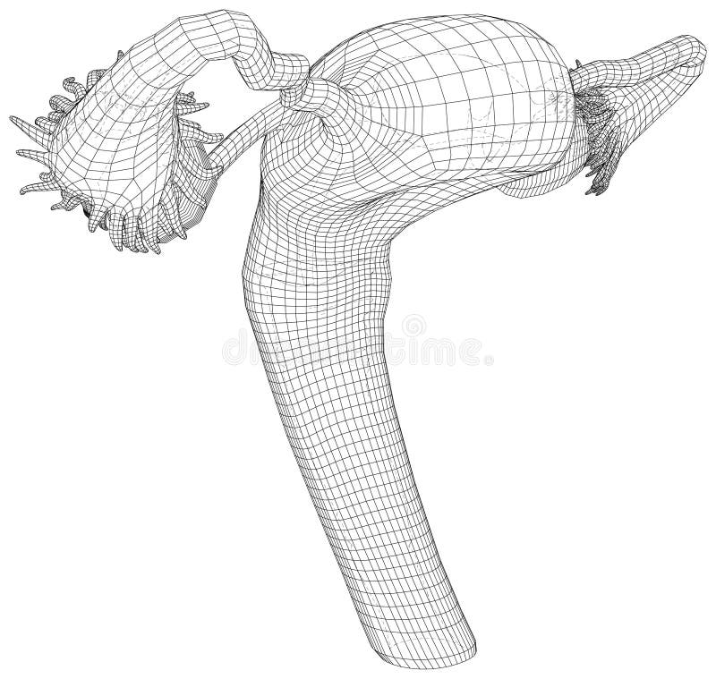 Female Reproductive System, Isolated on White Background with Clipping ...