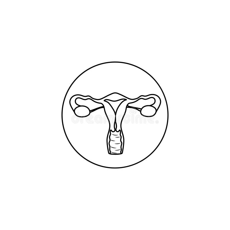 Female Reproductive System Woman Organs Stock Vector Illustration Of