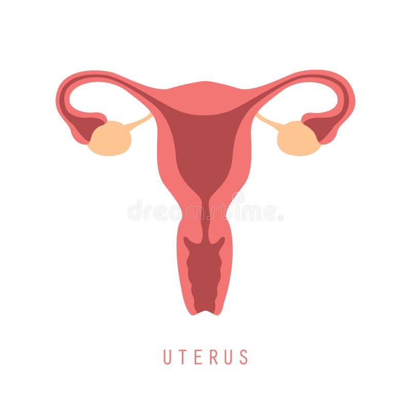 Female Reproductive System Women Uterus On Floral Background Stock