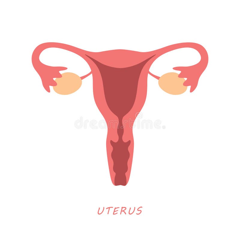 Female Reproductive System Women Uterus Ovary Icon Stock Vector