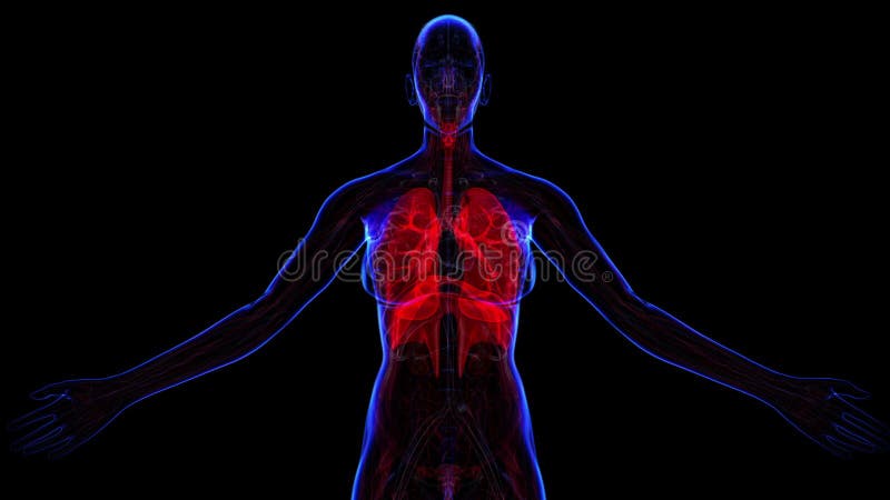 Female Respiratory system stock footage. Video of geometric - 71835734