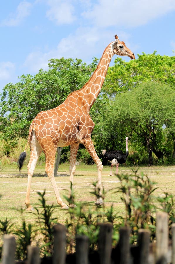 Female Reticulated Giraffe stock photo. Image of nature - 24410420