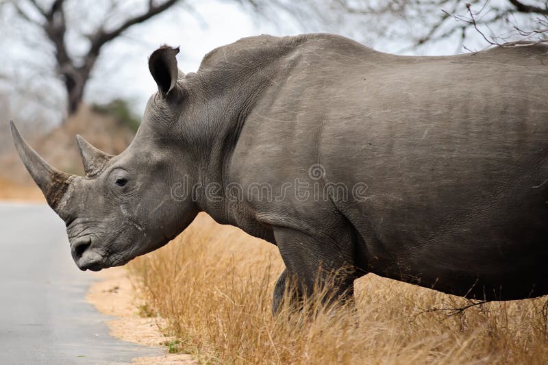 Female Rhino stock photo. Image of adult, masai, conservation - 16624898