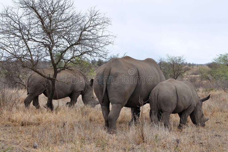 Two Large White Rhinoceros Mating Stock Image - Image of environment ...
