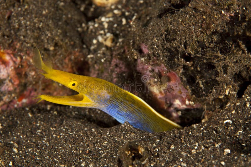 Yellow Ribbon eel stock image. Image of looking, asia - 26088253