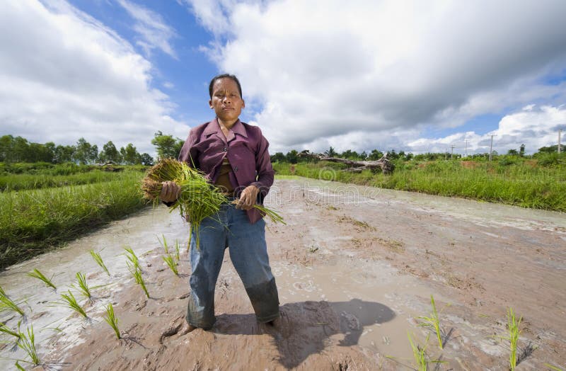 Female Rice Farmer in Thailand Stock Image - Image of growth, harvest ...