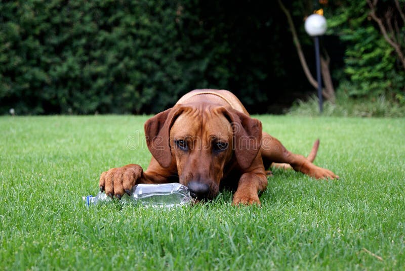 Female Ridgeback in a Garden Stock Photo - Image of bottle, garden ...