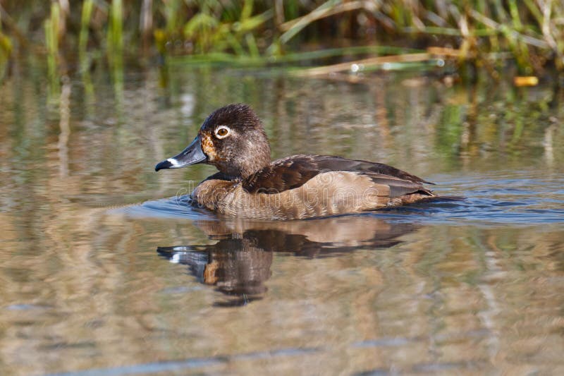 Female Ring-necked Duck stock image. Image of watchful - 39576331