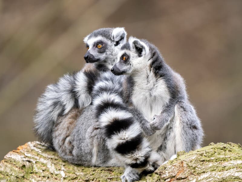 Female Ring-tailed Lemurs, Lemur Catta, Sit on a Trunk and Look Around ...