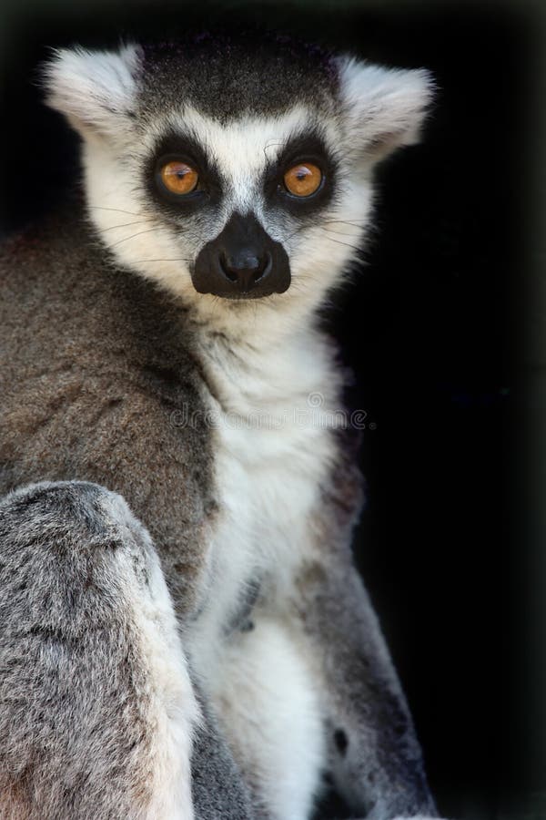 Fat Tailed Dwarf Lemur stock image. Image of medius, look - 7995273