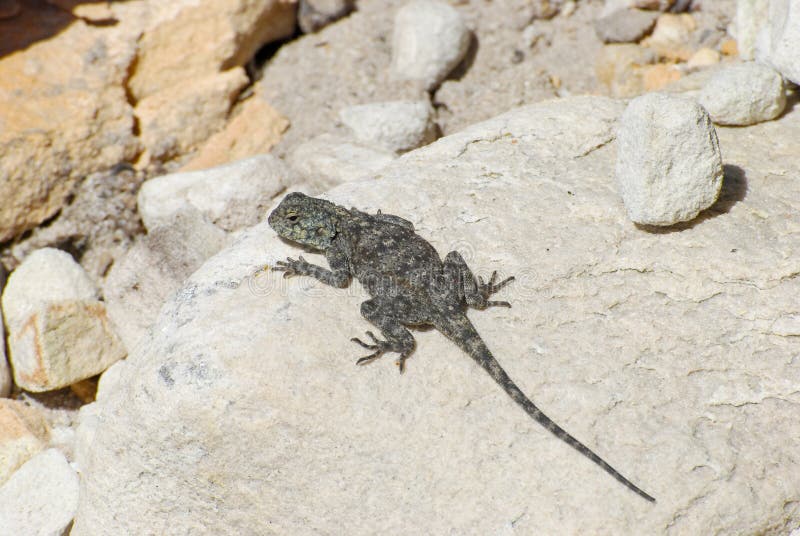 Female Rock Agama Lizard (Agama Atra) Stock Image - Image of cape ...