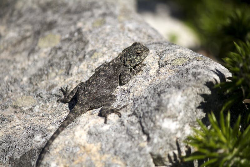 Female Rock Agama Lizard (Agama Atra) Stock Photo - Image of nature ...