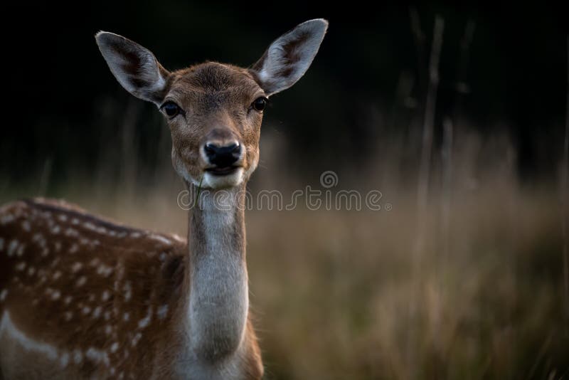 A Female Roe Deer Animal in the Forest Stock Image - Image of closeup ...