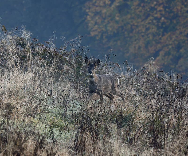 142 Buck Dew Claws Stock Photos - Free & Royalty-Free Stock Photos from ...