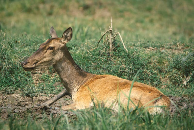 Female roe deer in a field stock image. Image of deer - 78316367