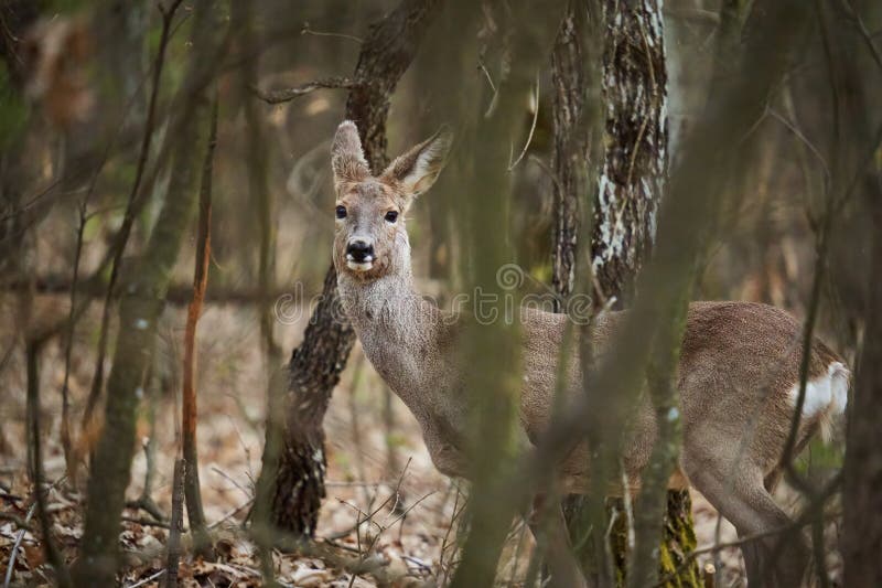 Female Roe Deer Hiding in the Forest Stock Photo - Image of changing ...