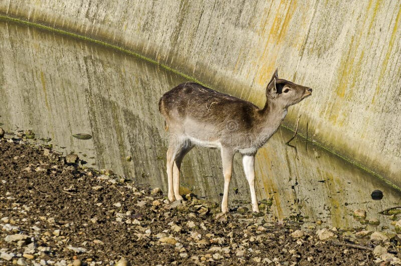 Female Roe Deer, Hind or Capreolus Capreolus Walk in a Park Stock Image ...
