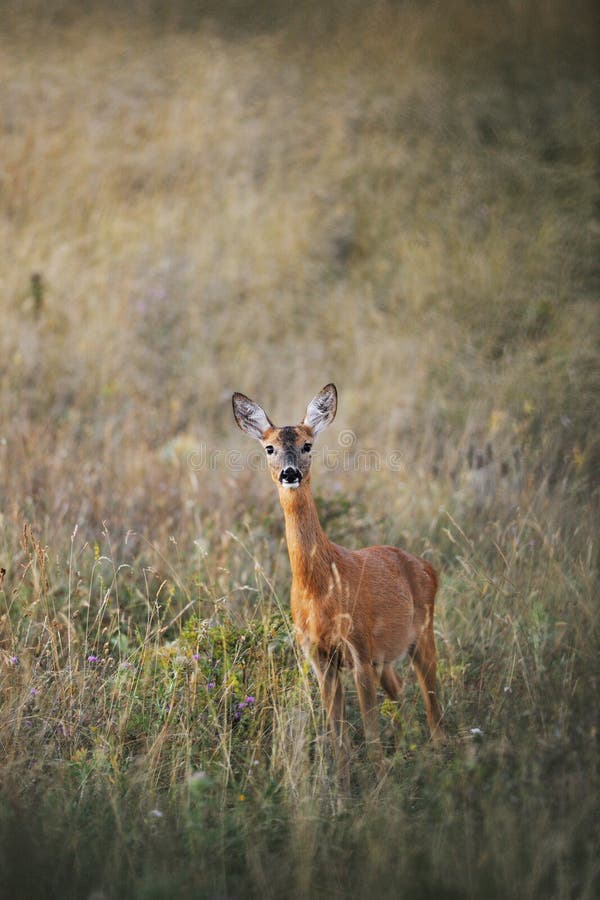 European roe deer stock image. Image of deer, female - 17830197