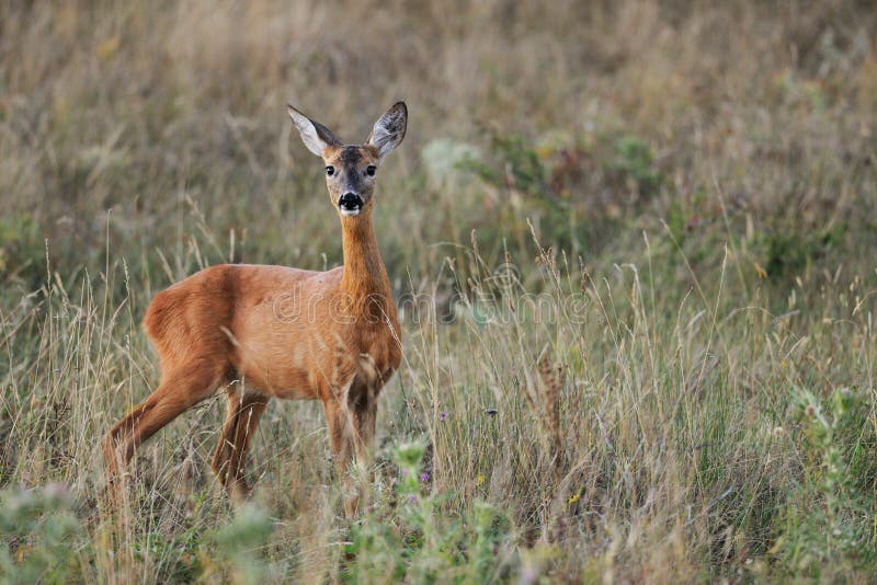 Female Roe-deer in Late Summer Vegetation Stock Image - Image of mammal ...