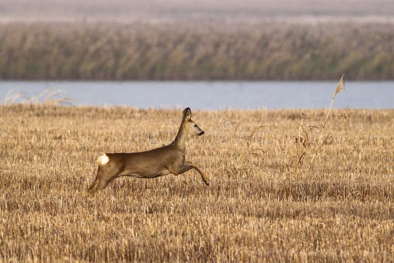 Female of Roe Deer is Running Stock Photo - Image of frightened, brown ...