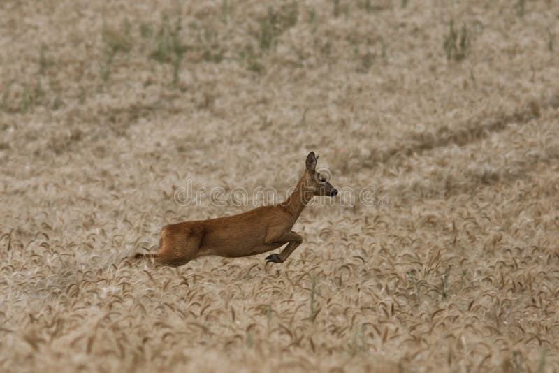 Deer Running through Field in Wisconsin Stock Image - Image of field ...