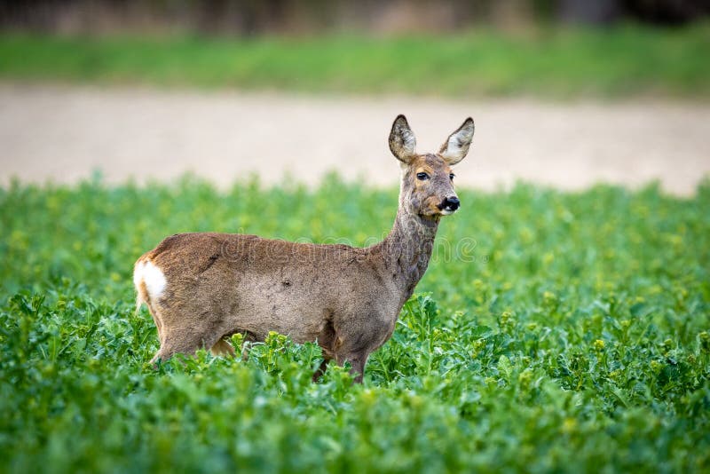 A female Roe Deer close up stock photo. Image of game - 255587206