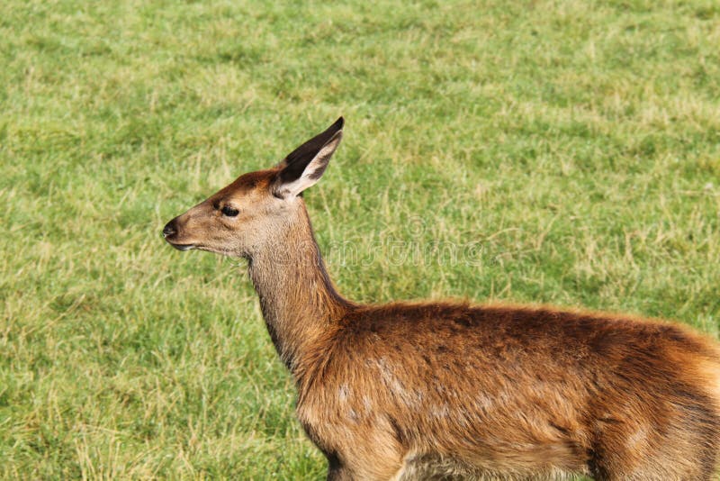 Female Roe Red Deer. stock image. Image of meadow, female - 116707707