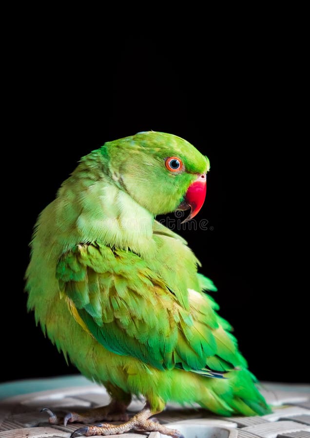 Female Rose-Ringed Parakeet Isolated Against a Dark Background Stock ...