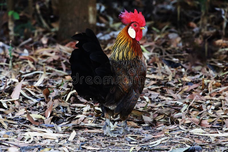 Female Chicken in the Forest Stock Photo - Image of rural, poultry ...