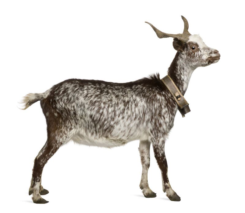 Female Rove Goat, 3 Years Old Stock Image - Image of copy, capra: 14539413