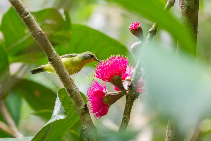 The Female Ruby Cheeked Sunbird Stock Photo - Image of colorful, nature ...