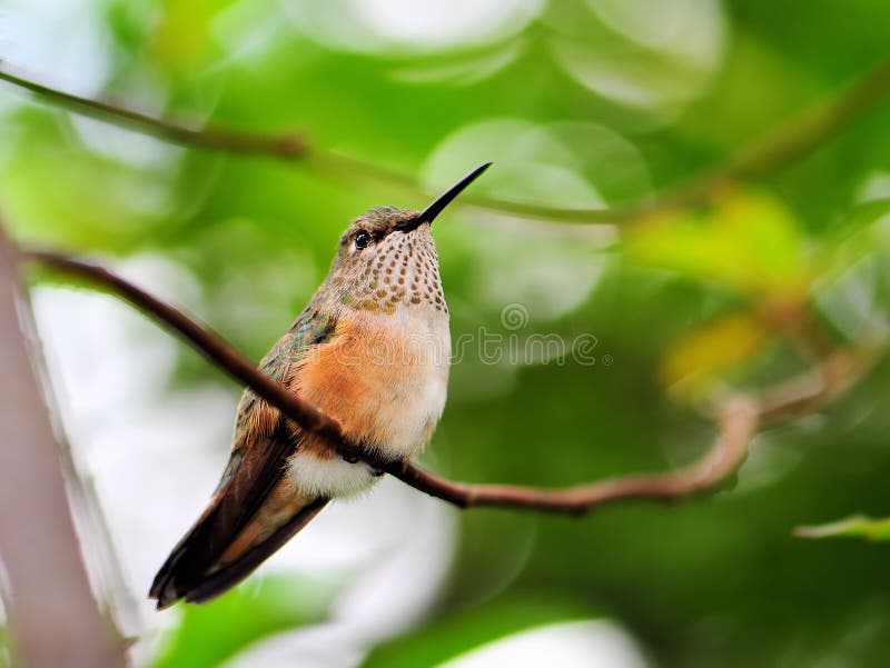 Female Ruby-throated Hummingbird Stock Photo - Image of wings, winged ...
