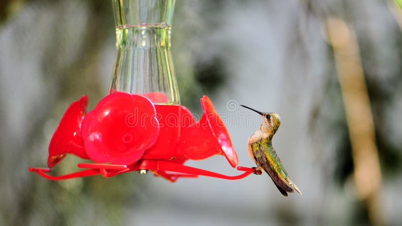 Female Ruby-throated Hummingbird Stock Photo - Image of south ...